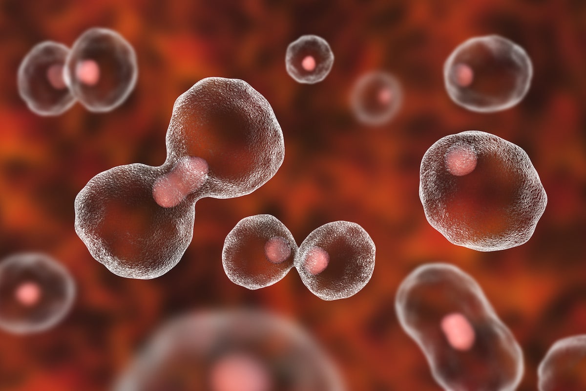 Genomförande - IndiCell